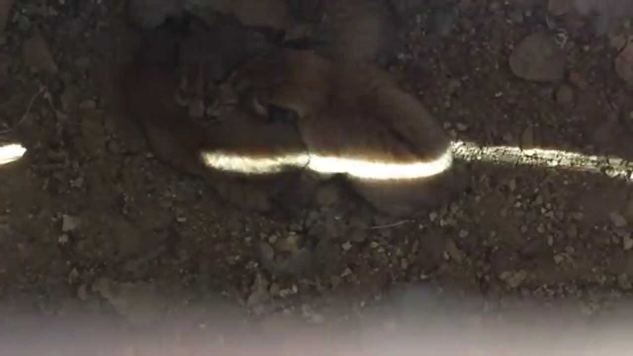 Easter Bobcat Babies - YouTube