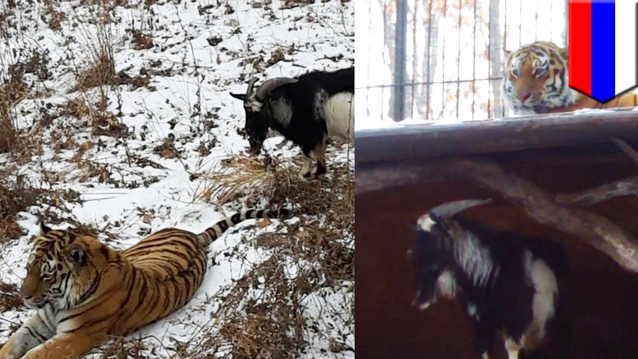 Siberian tiger makes friends with goat that was supposed to be its prey ...