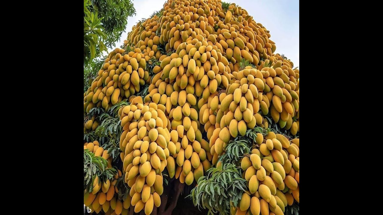 Filipino Mango Tree