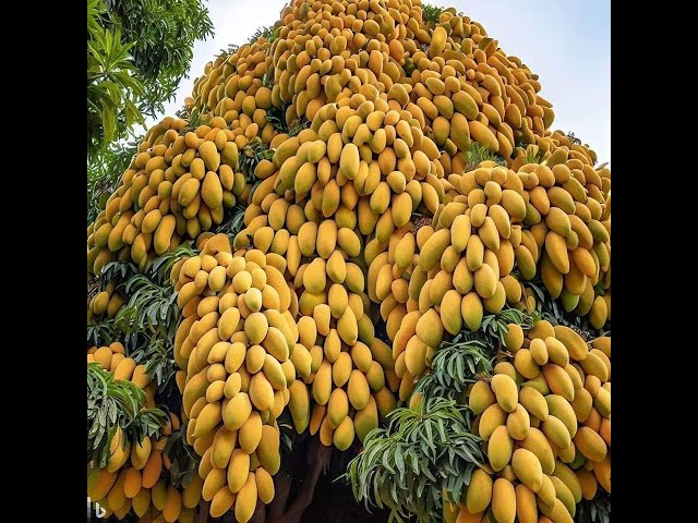 Yellow Mango Fruit On Tree