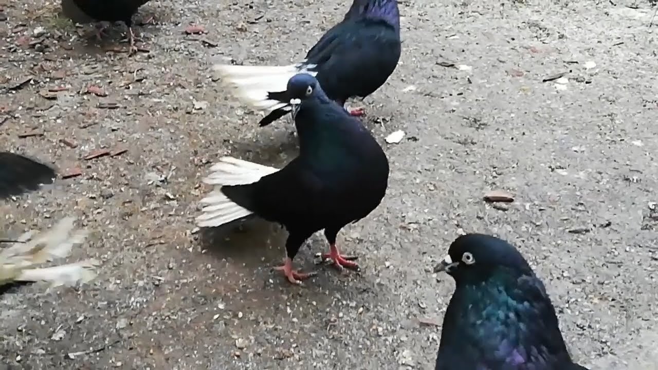 Black Donek Pigeons tail white 2019 - YouTube