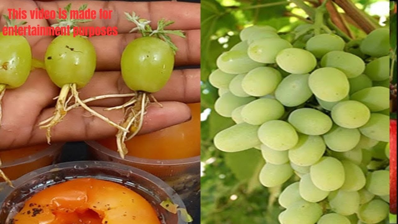 Unique Technique : Grafting Grape Tree Using Tomato Growing Faster and ...