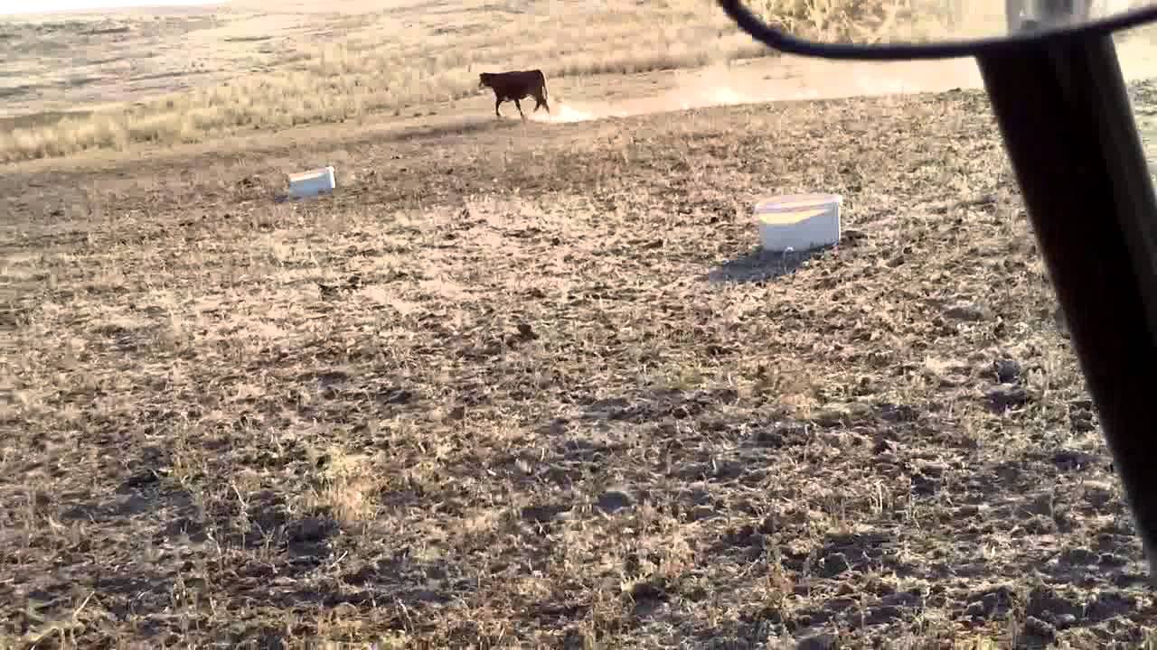 Cow chasing and 4 wheeler crashing - YouTube