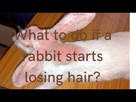 ||What to do if a rabbit starts losing hair?||रैबिट के बाल झड़ने लगे तो ...