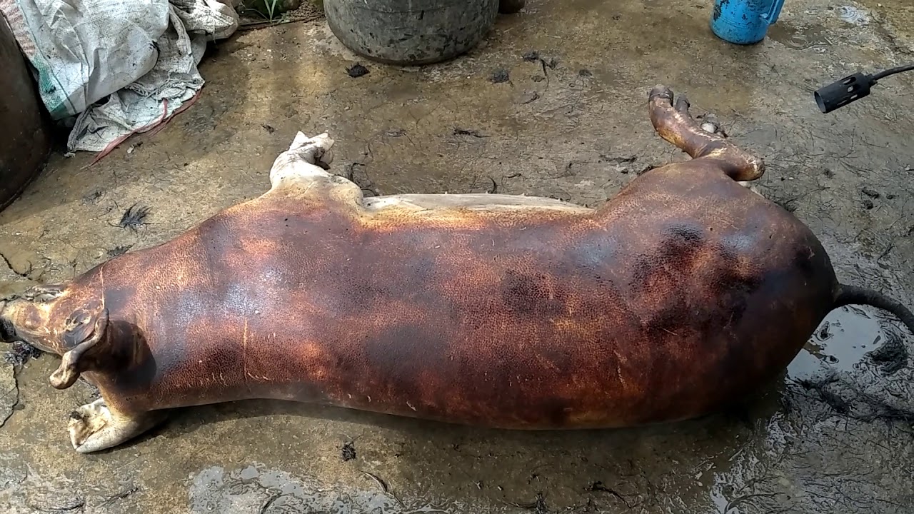 Nepal Dharane black pig (कालो सुङुर)part-2 - YouTube