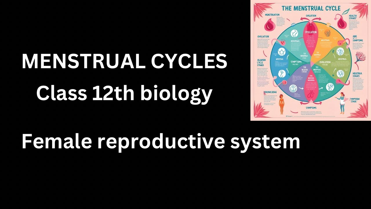 MENSTRUAL CYCLE || class 12th biology || human reproduction || female ...
