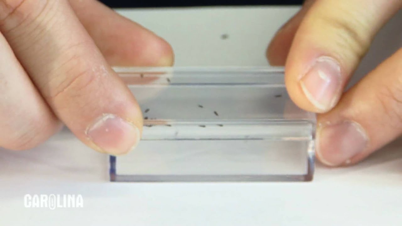 How to Care for WOWBugs™ - YouTube