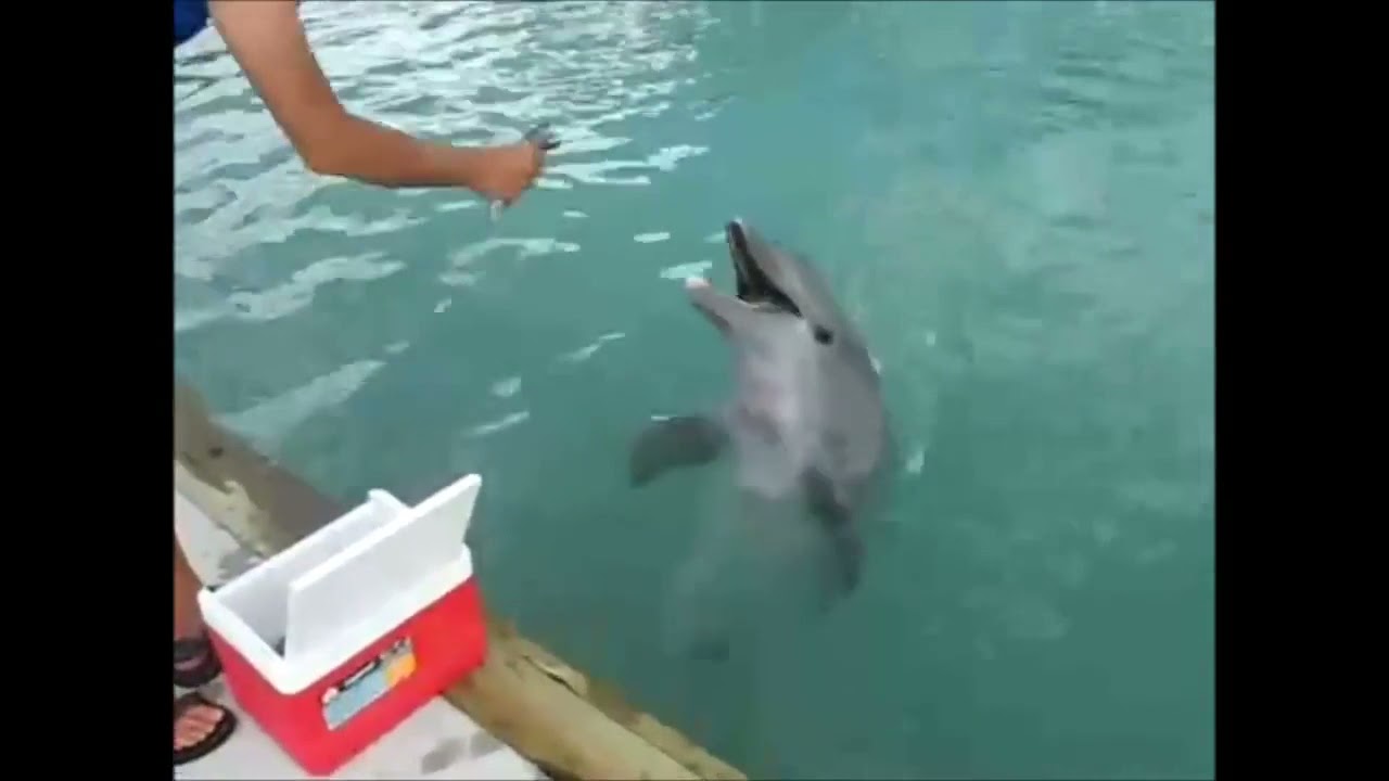 animaux marrant faisant les morts. A real animal killer. funny animals ...