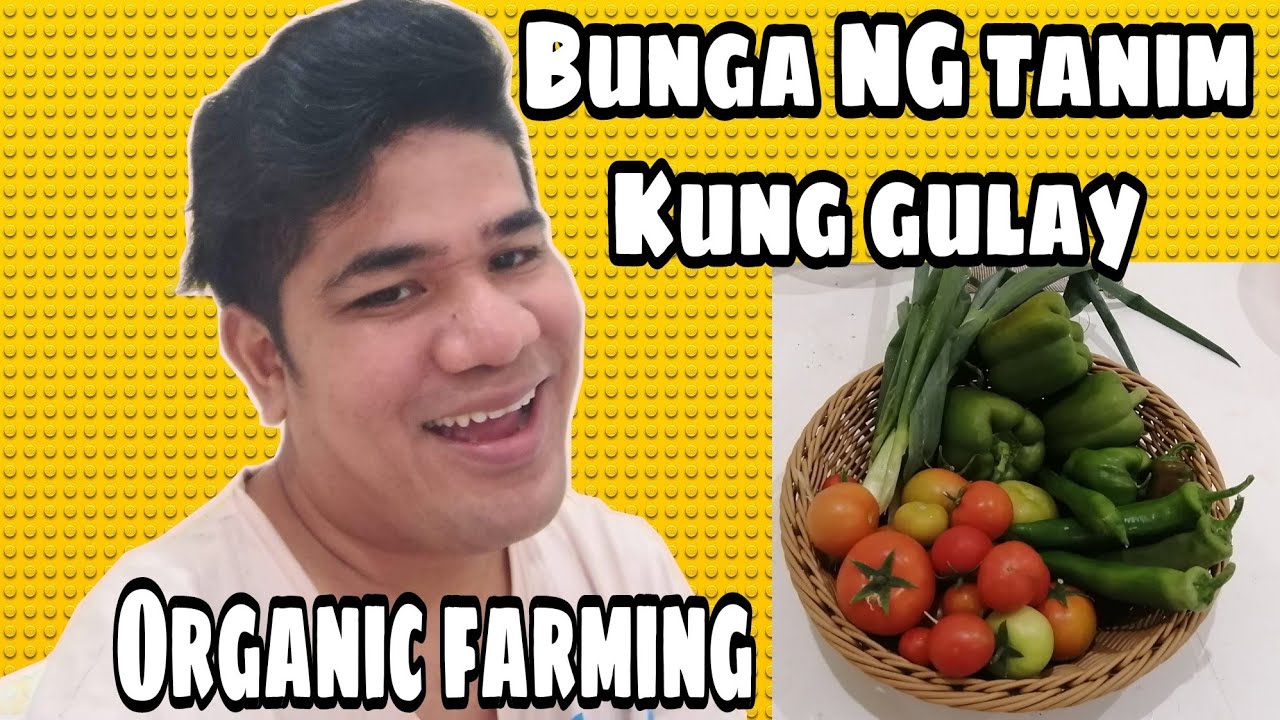 Ang bunga NG gulay Ko sa garden.. Organic Farming - YouTube