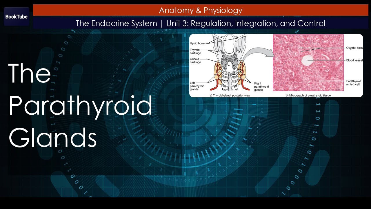 The Parathyroid Glands | The Endocrine System | Unit 3: Regulation ...