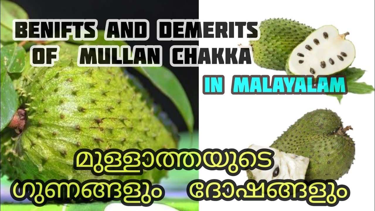 മുള്ളാത്തയുടെ ഗുണങ്ങളും ദോഷങ്ങളും||Benifits of Mullan chakka||In ...