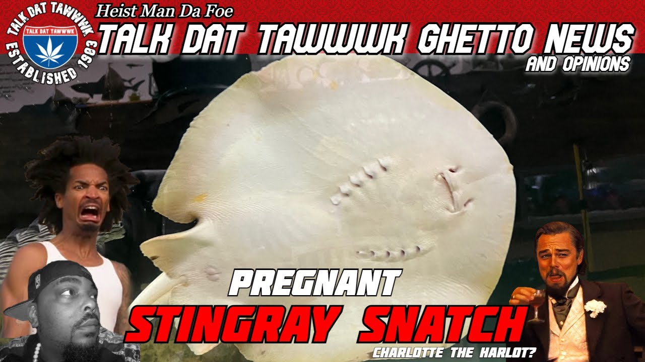 Charlotte The Stingray Pregnant By Shark? - YouTube