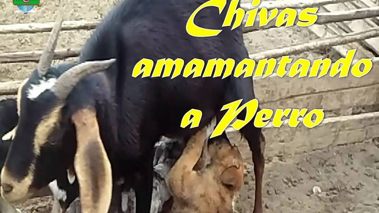 Chivas amamantando a perro - YouTube