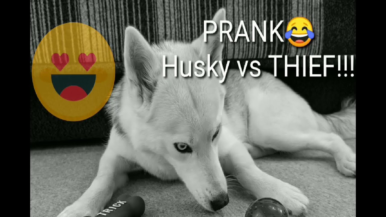 PRANK!!! Husky vs THIEF!!! Dog pranked by ROBBER)))) - YouTube