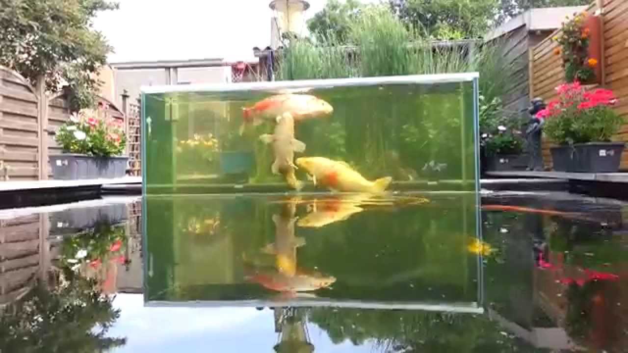 Aquarium op vijver - YouTube
