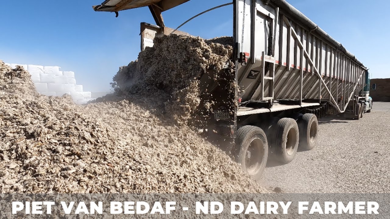 Beet Pulp for Dairy Cattle (28) - YouTube