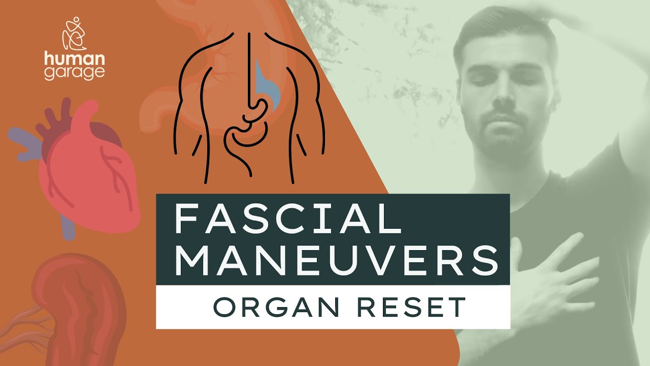 Organ Reset | Fascial Maneuvers: How to Recharge & Repair Organs🫀# ...