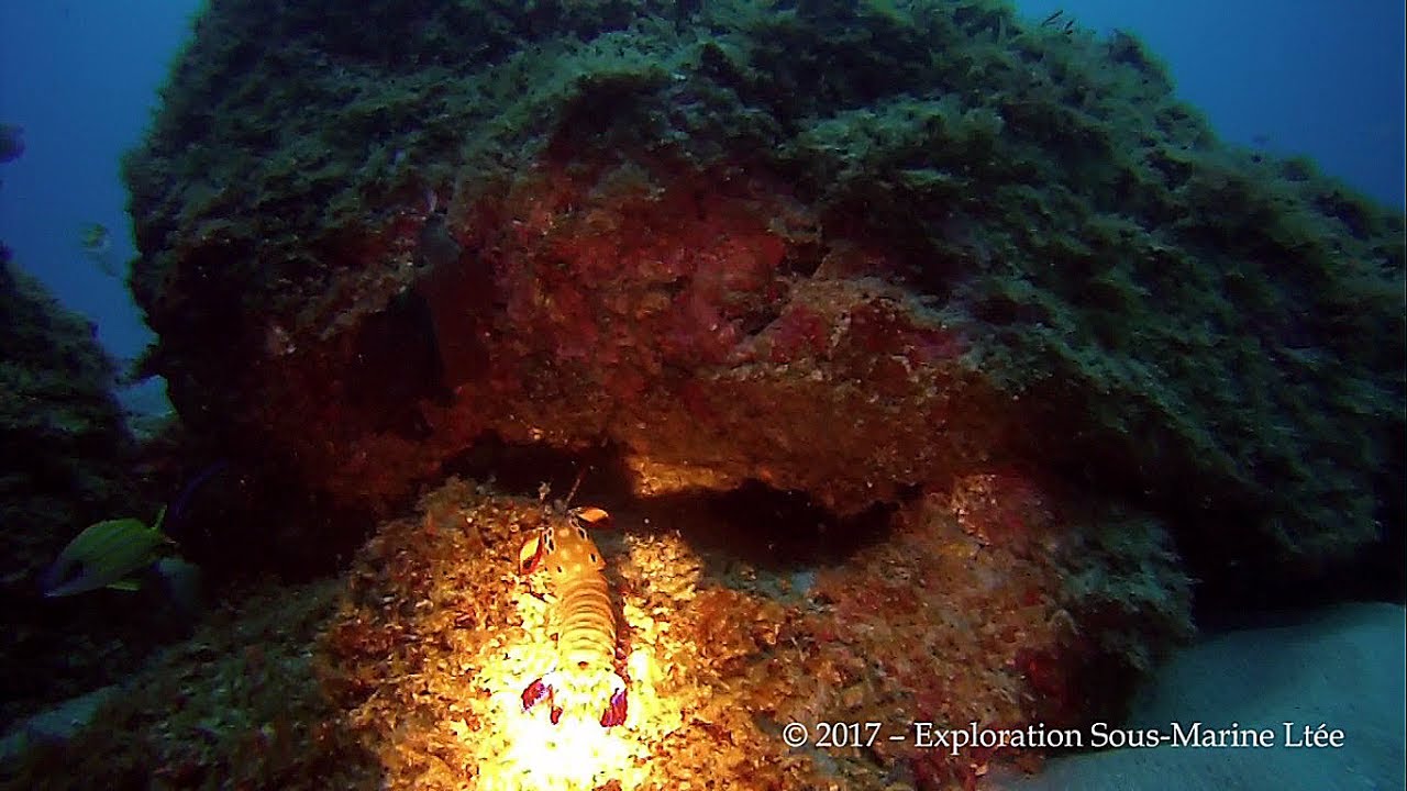 ExploSM Peacock Mantis Shrimp / Squille Multicolore - YouTube