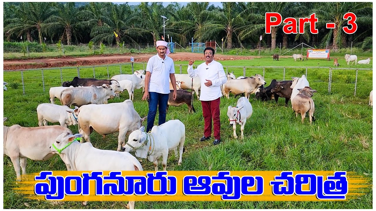 Punganuru avula charitra explained by Dr. P.Krishnam raju Final part ...