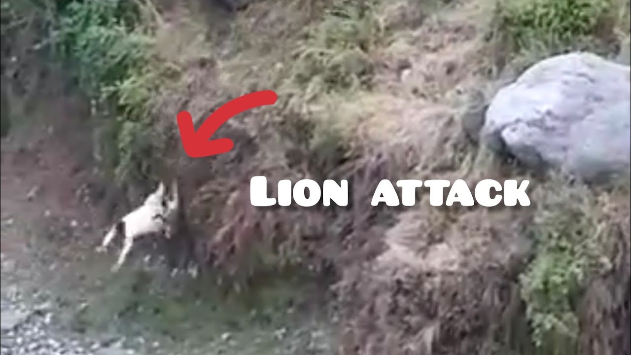 lion attack Live from Azad Kashmir - YouTube