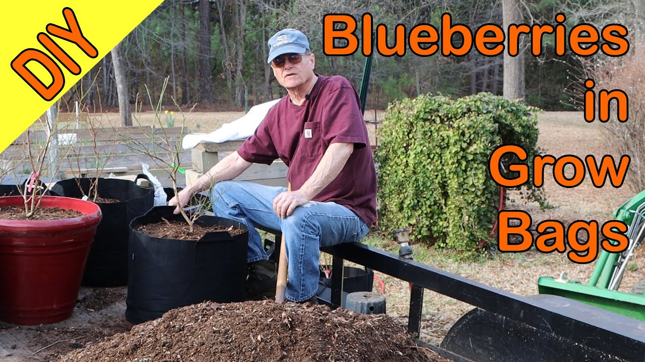 Making your Blueberry Bushes Mobil, Plant them in Grow Bags - YouTube