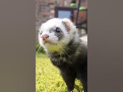 Ferrets - YouTube