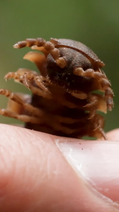 Armored Millipede smells like Cherries! - YouTube
