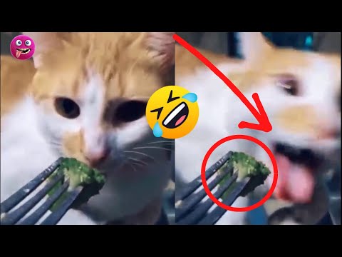 Brokoli den Nefret Eden Kedi 😹 GÜLME KRİZİNE SOKACAK KOMİK HAYVAN DUBLAJ VİDEOLARI