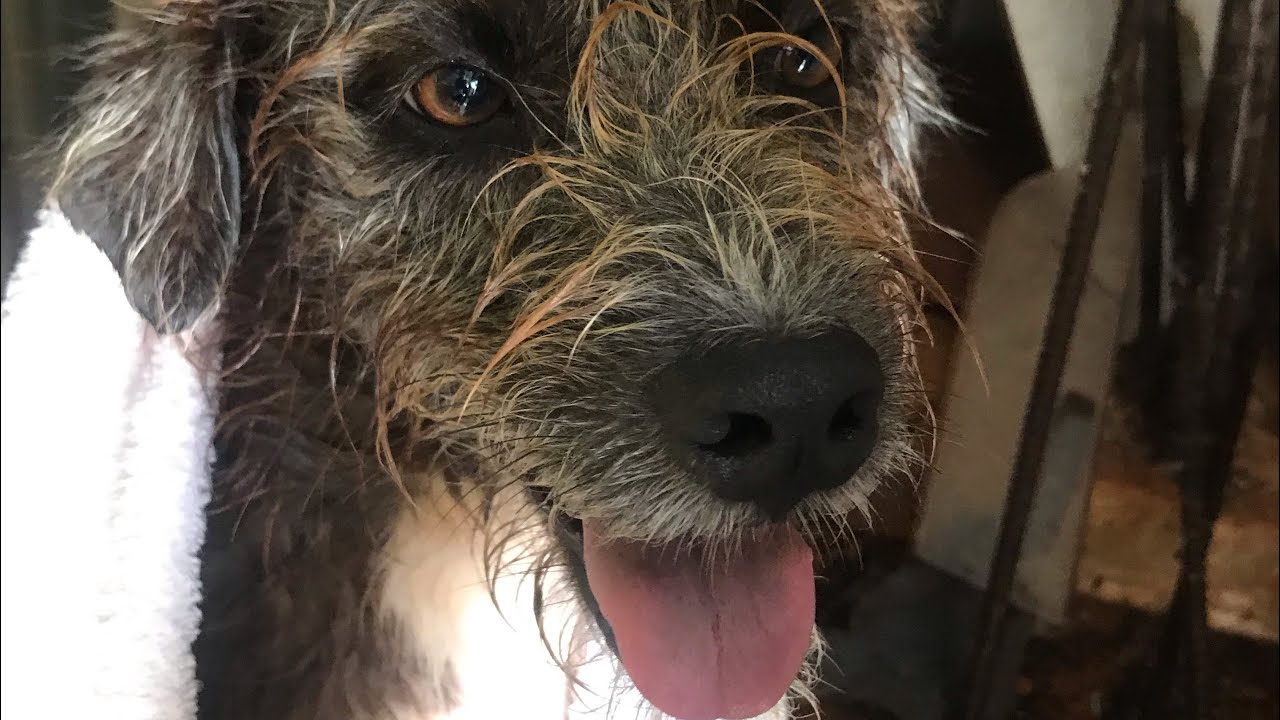 Unbelievable Cute Dog/GUAM 🇬🇺 - YouTube