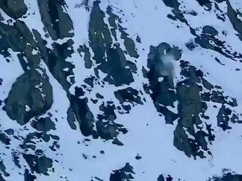 A wild cat attacks deer on mountain cliff and falls from cliff # youtubeshorts