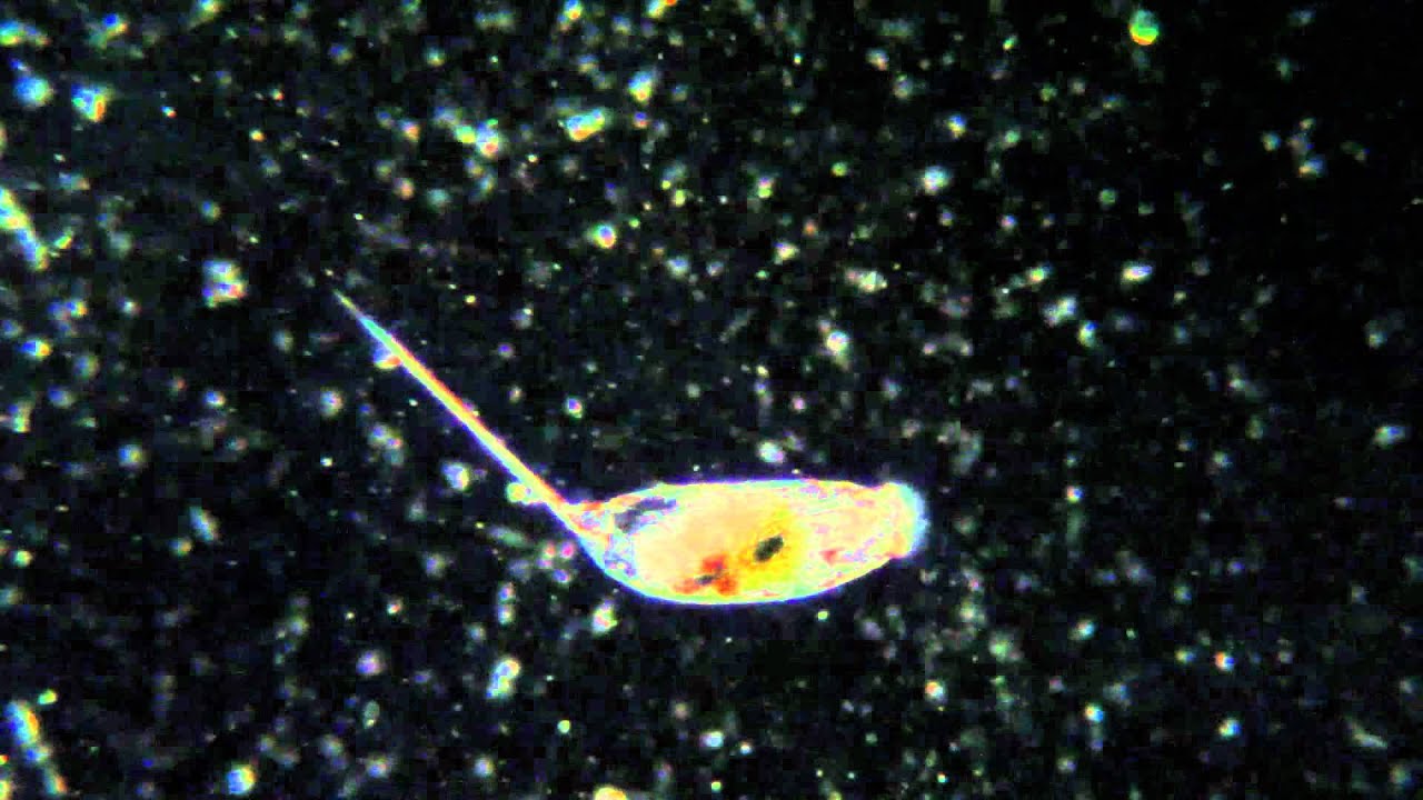 Trichocerca sp. un rotifère au long orteil - YouTube