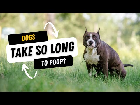 Why Do Dogs Poop So Slowly? [Upd. 2 days ago]
