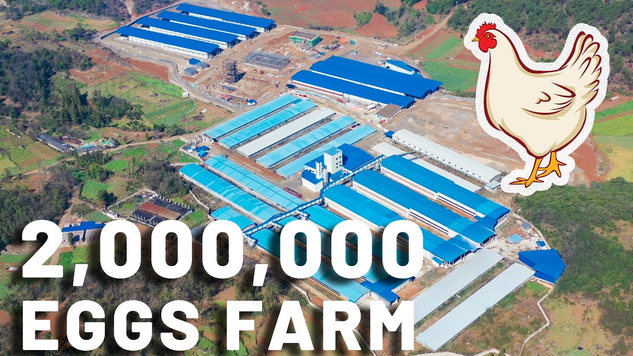 2,000,000 Layers Farm In the Mountains (1080P) - YouTube
