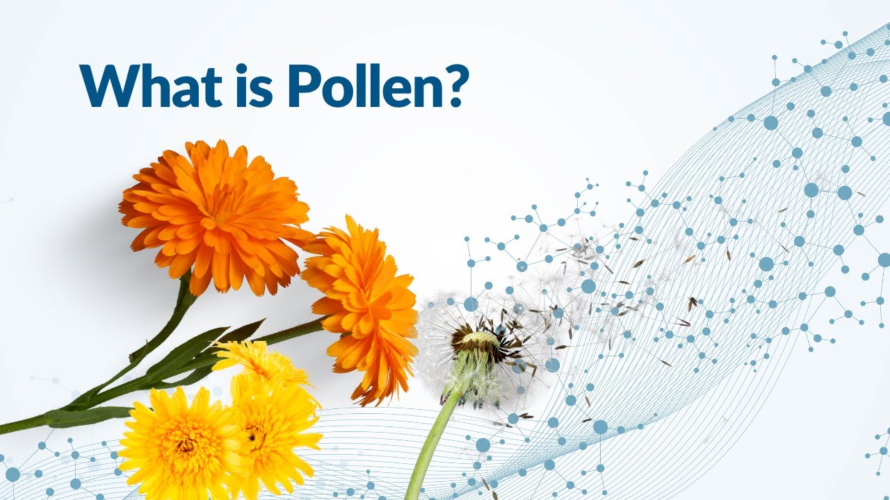 What is pollen? - YouTube