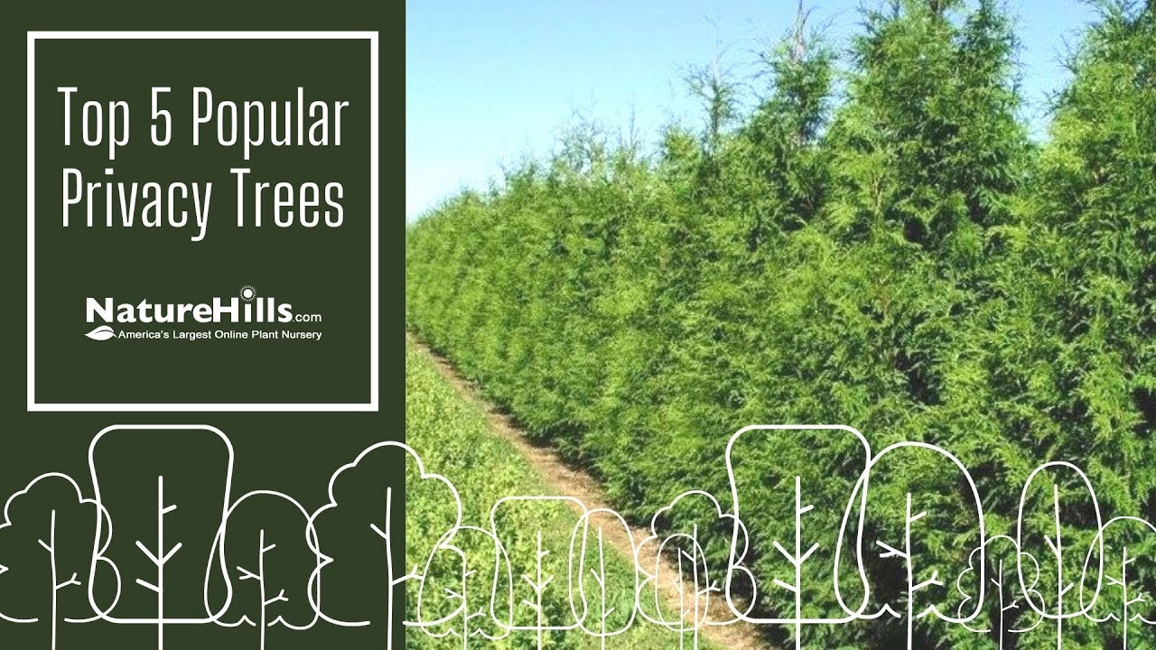 Top 5 Popular Privacy Trees | NatureHills.com - YouTube