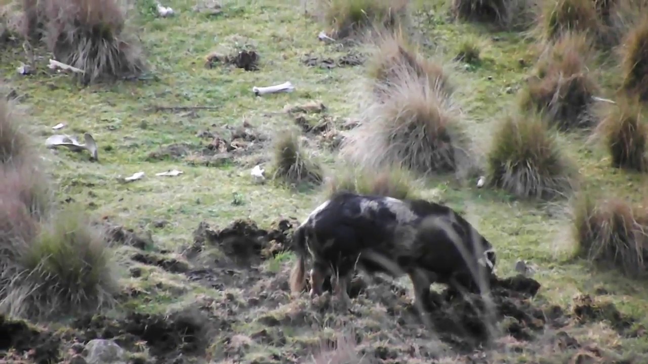 Australian Mountain boar at Nowendoc NSW - YouTube