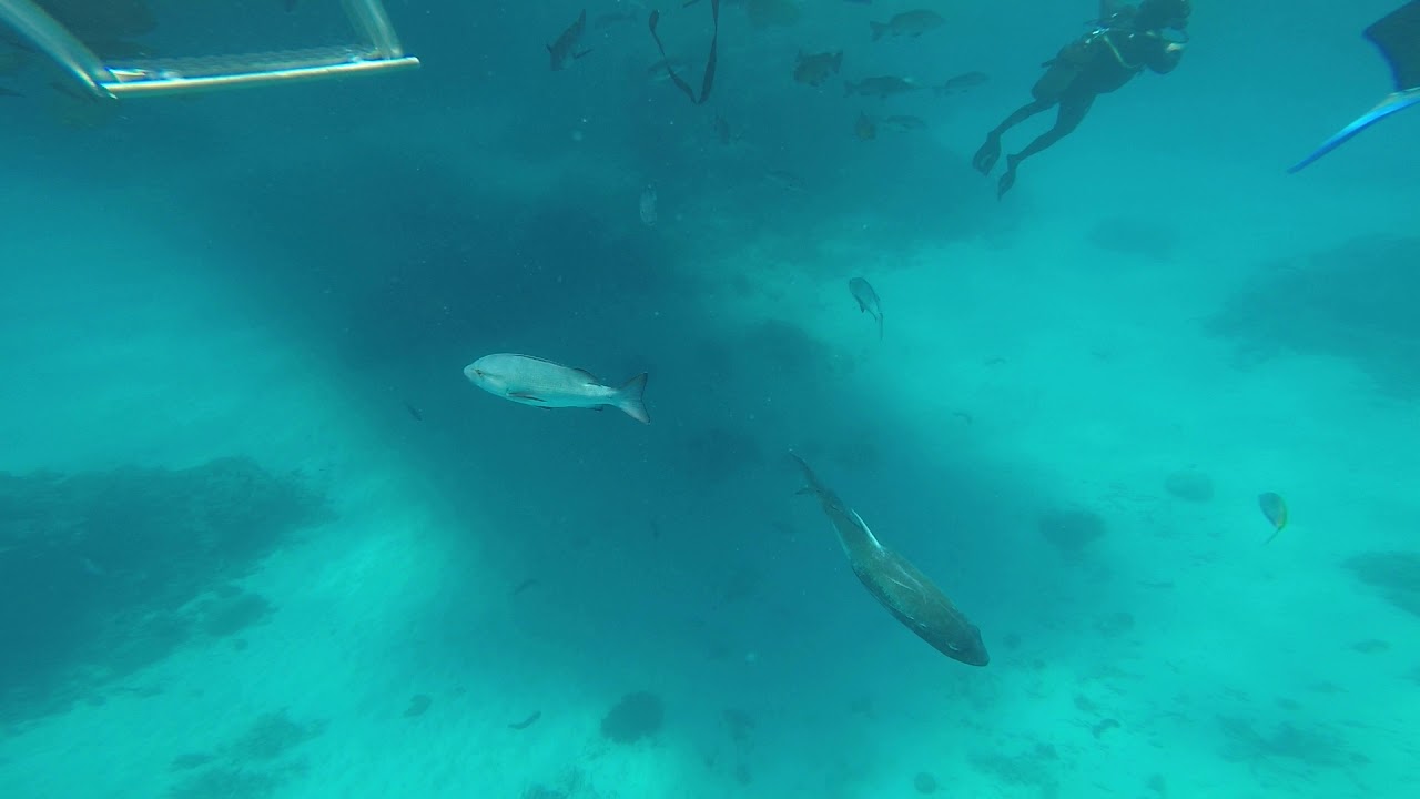 Scuba diving Great barrier reef Australia Flynn reef - YouTube