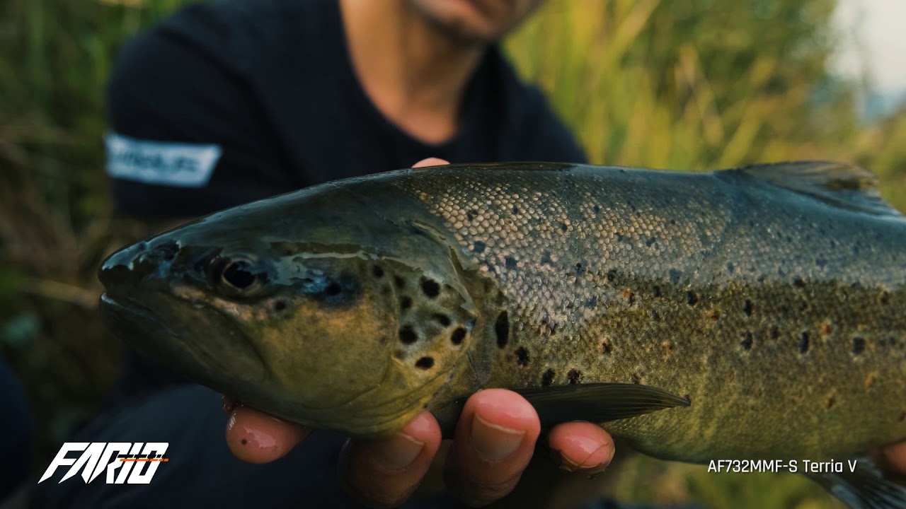 Airrus Fario: the queen of the river - YouTube