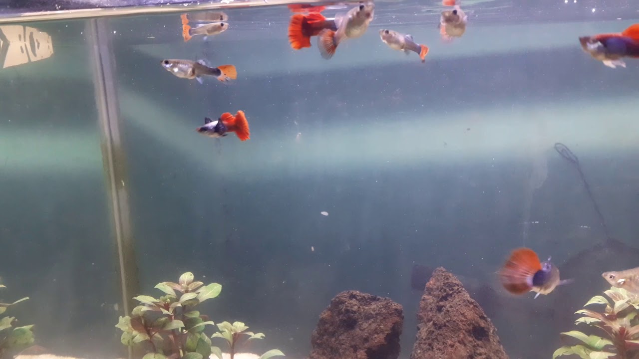 Hb red guppy guppies feeding - YouTube