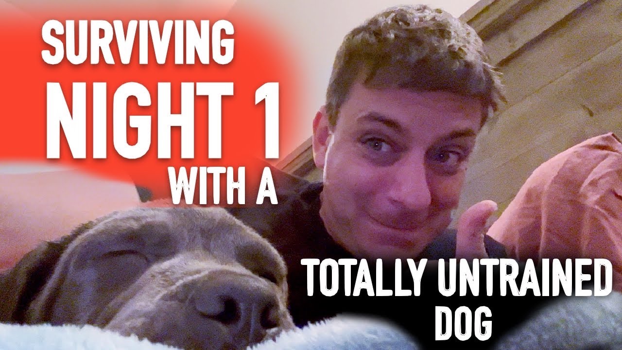 Episode 2: How To Survive Night 1 With a Totally Untrained Dog - YouTube