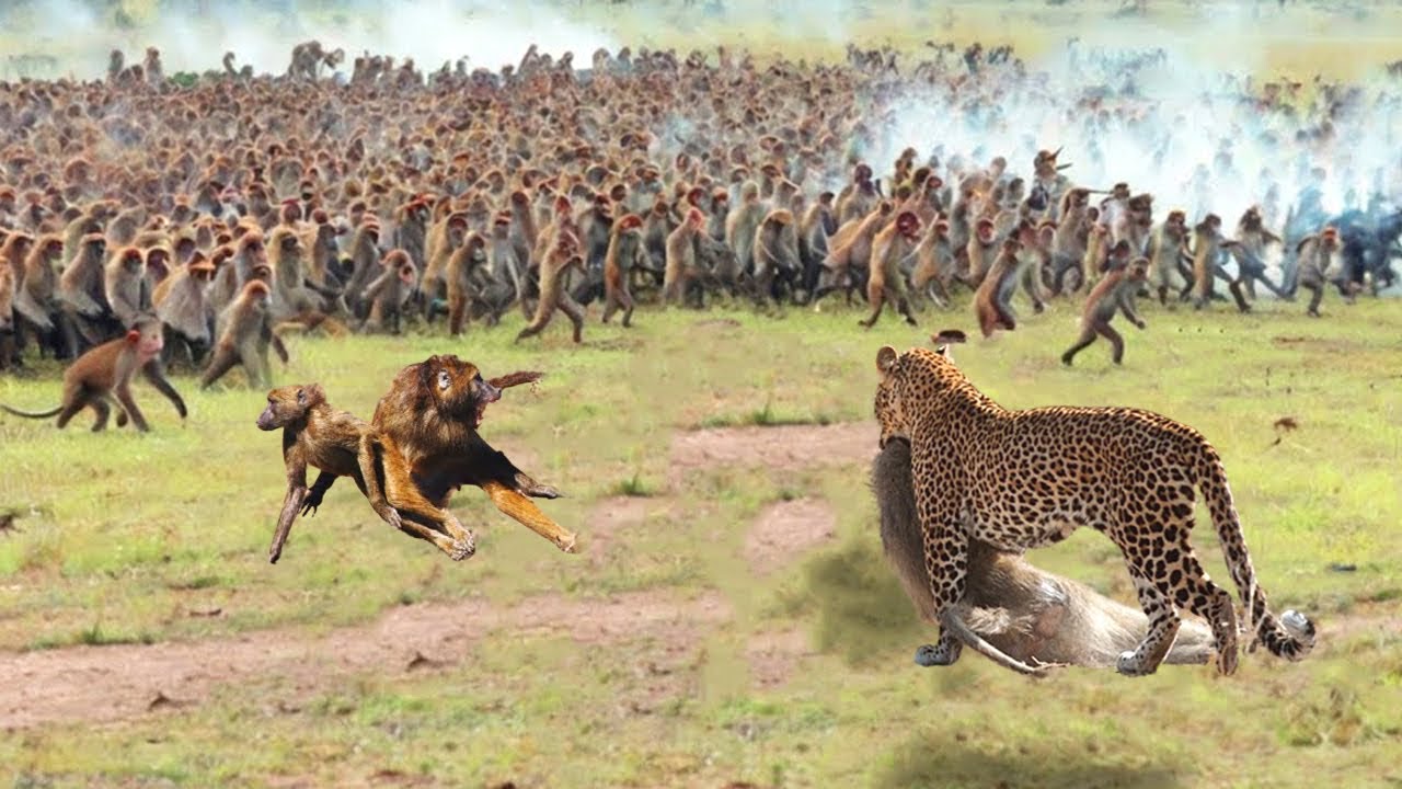 Angry Baboon Attacks Leopard To Rescue Leader. Let's See How They Do ...