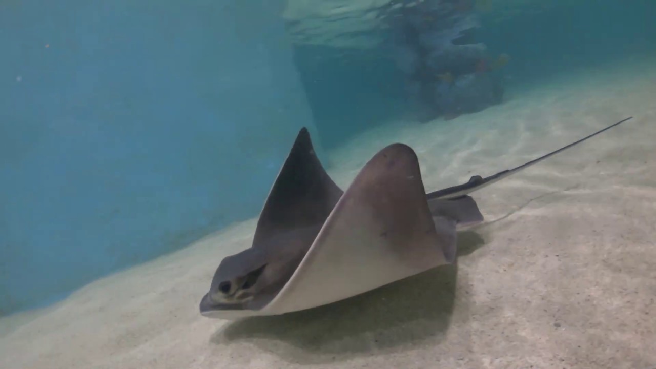Blue Zoo Interactive Aquarium Stingrays - YouTube