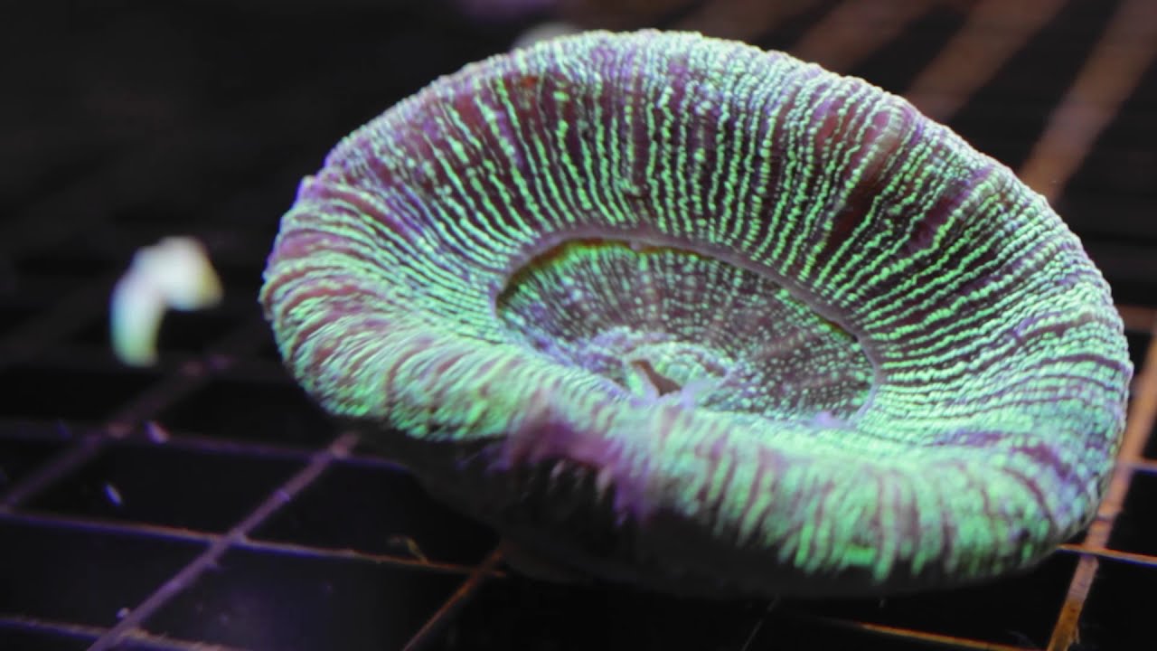 Trachyphyllia sp. Coral Care Tips | CoralFrags.com - YouTube