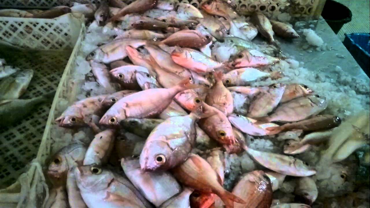 Fresh, Chilled Fish from West Africa - YouTube