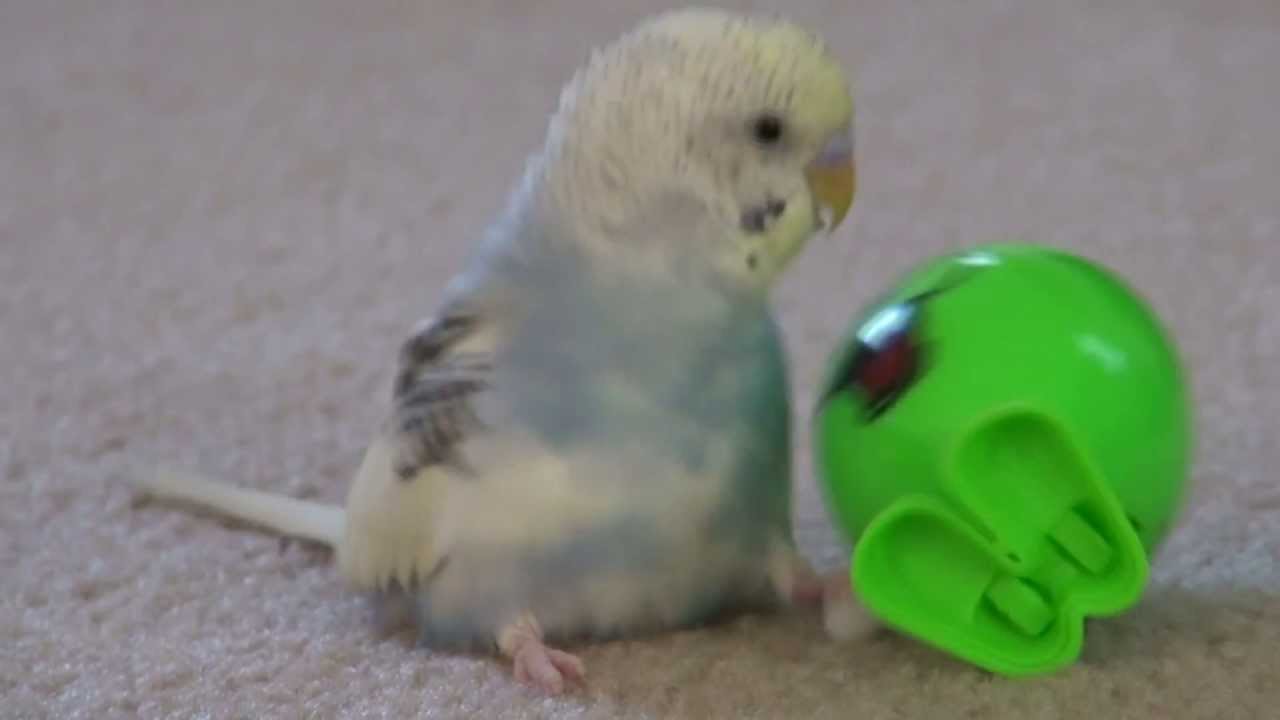Dancing parakeet - Rocking, Jiving, Hip Gyrating and Dancing 25-week ...