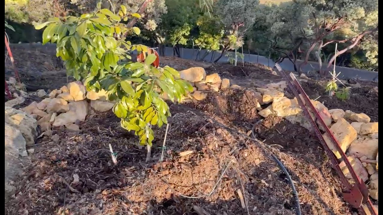 WILD PIGS ROOTING AVOCADO TREE IN PASO ROBLES, CA - YouTube
