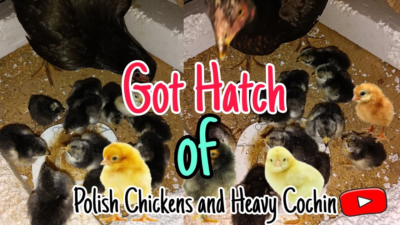 Got Hatch of Heavy Cochin Chick's and Polish chick's ! 🐤🐣💯👑💞 - YouTube