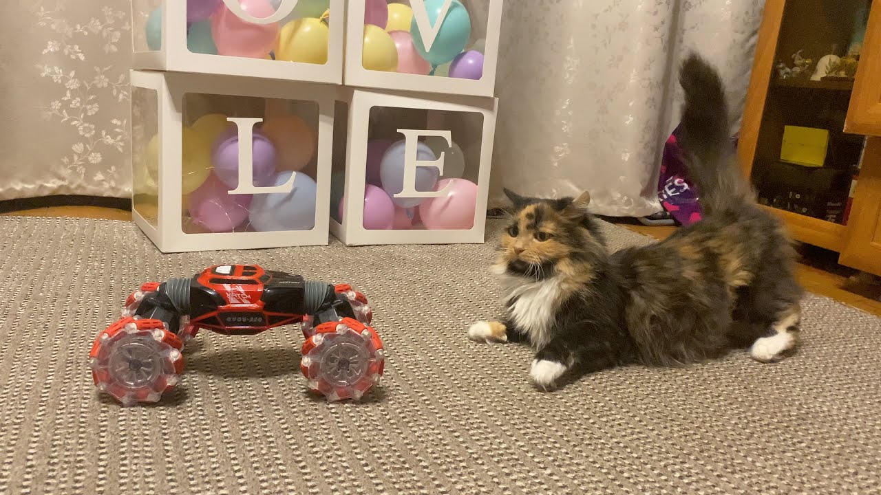 🐈 Cat vs rc car - YouTube