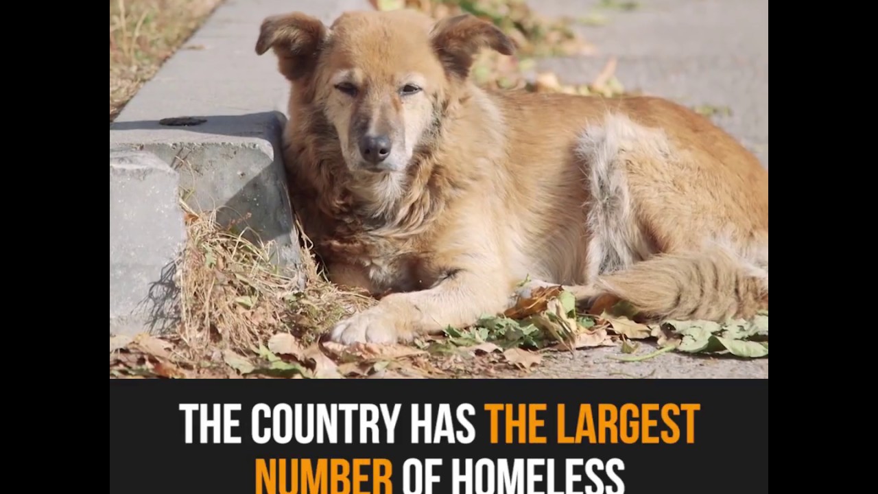 How to Help Romania's Homeless Dogs - YouTube