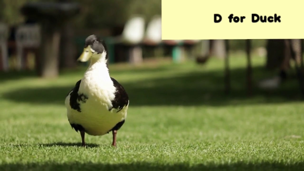 Bird starts with alphabet D 👆 - YouTube